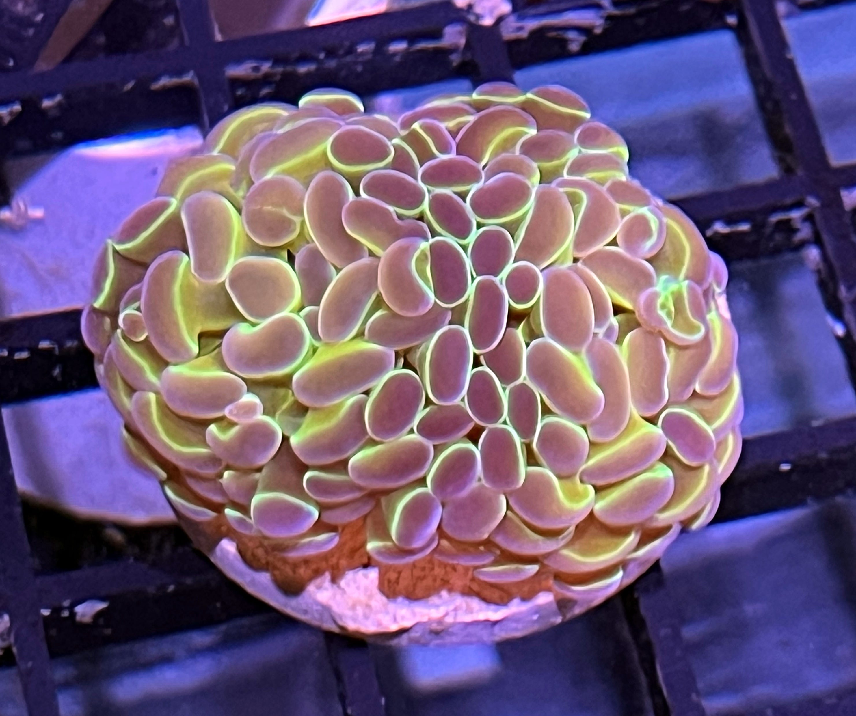 Hammers – Exotic Reefs of NJ