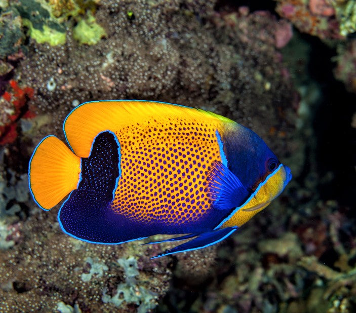 Angelfish – Exotic Reefs of NJ